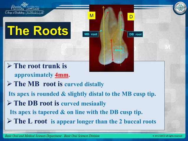 Maxillary first molar | PPTX