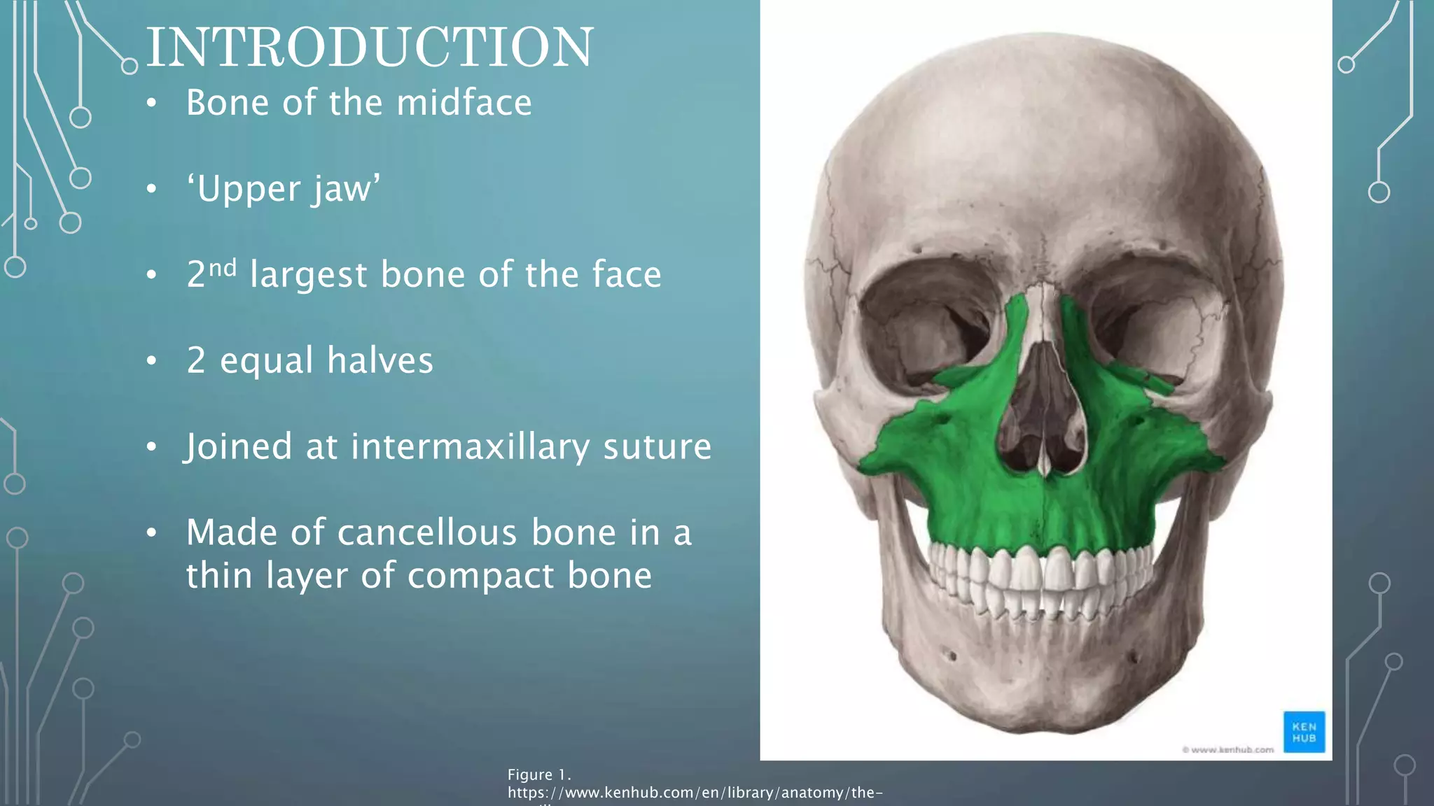 Maxillary fractures | PPTX