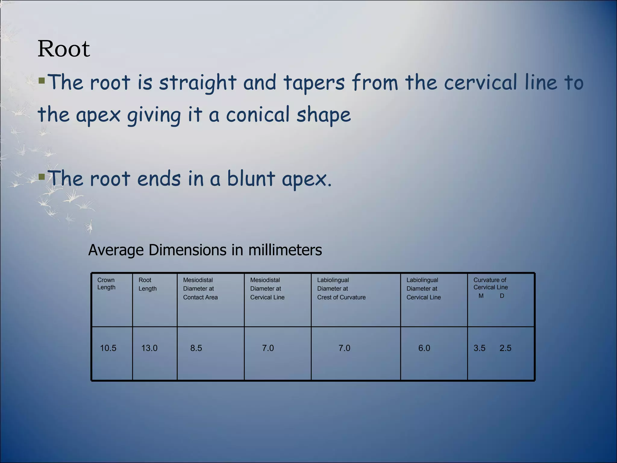 Maxillary Incisors | PPT | Dental Health | Diseases and Conditions