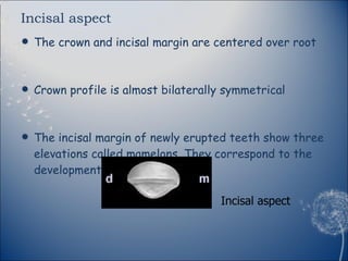Maxillary Incisors | PPT