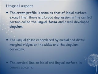 Maxillary Incisors | PPT