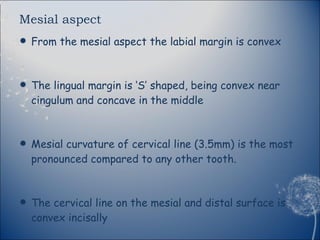 Maxillary Incisors | PPT