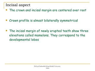 Maxillary Incisors | PPT