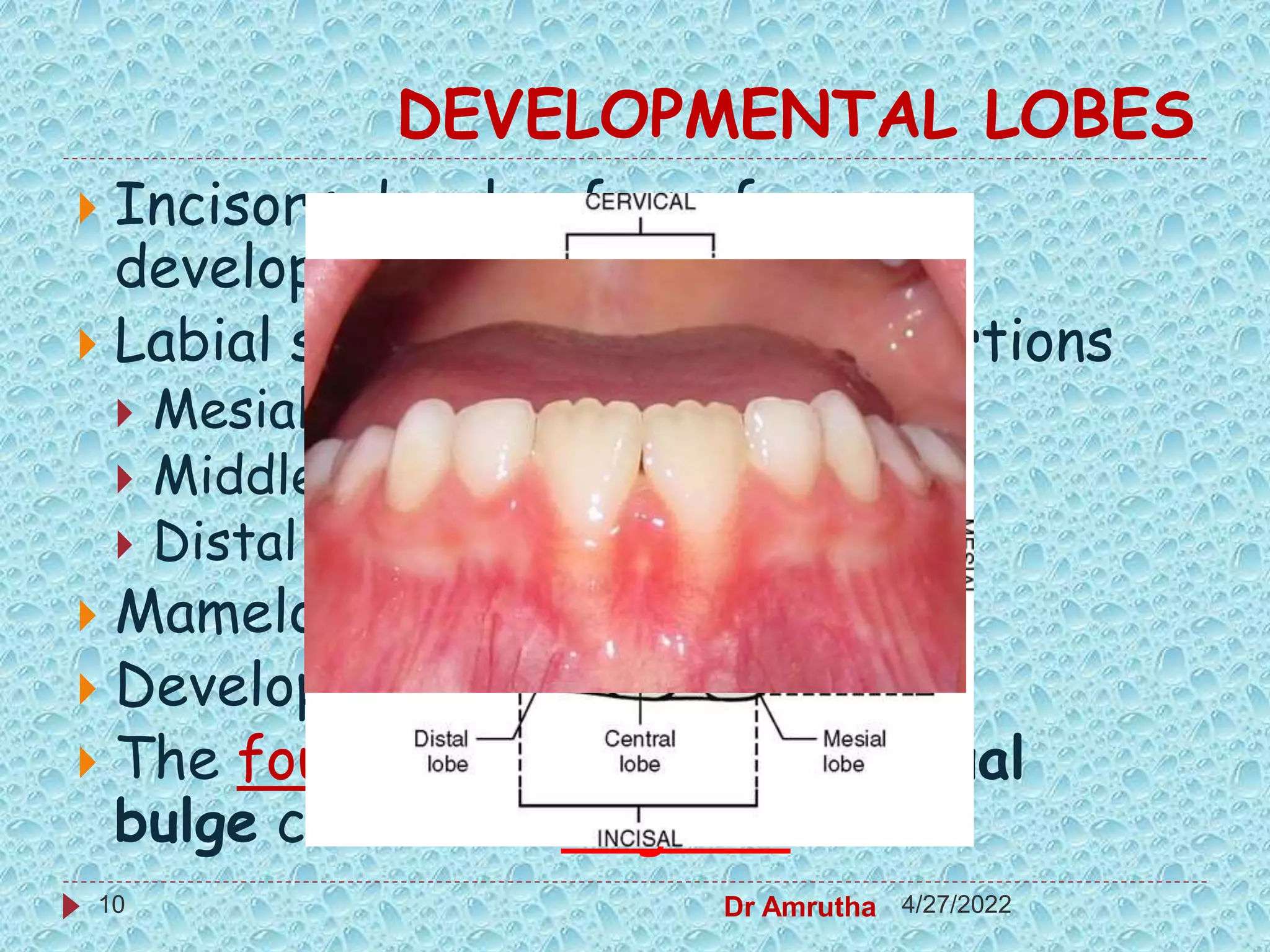 Maxillary Incisors.pptx