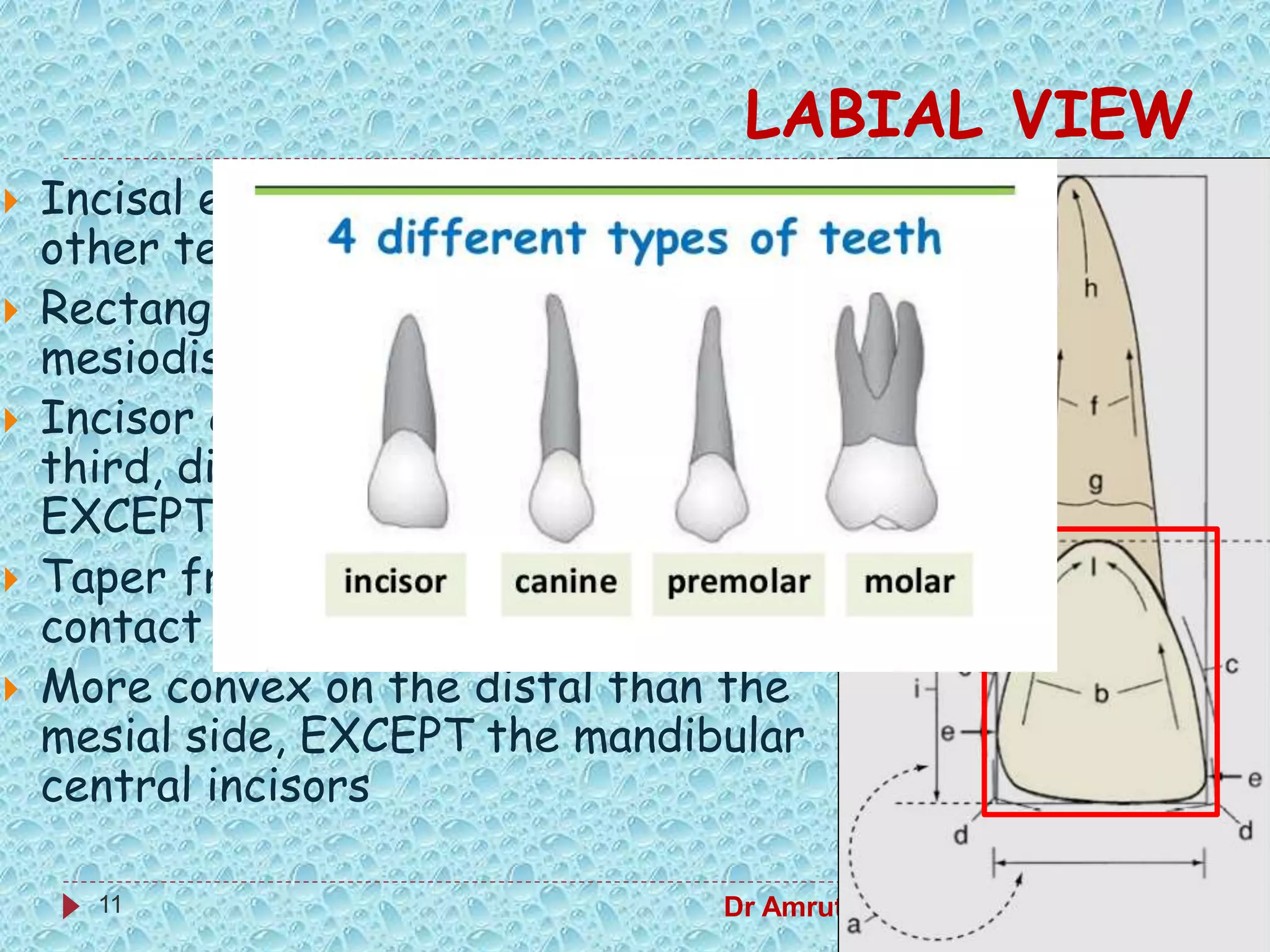 Maxillary Incisors.pptx