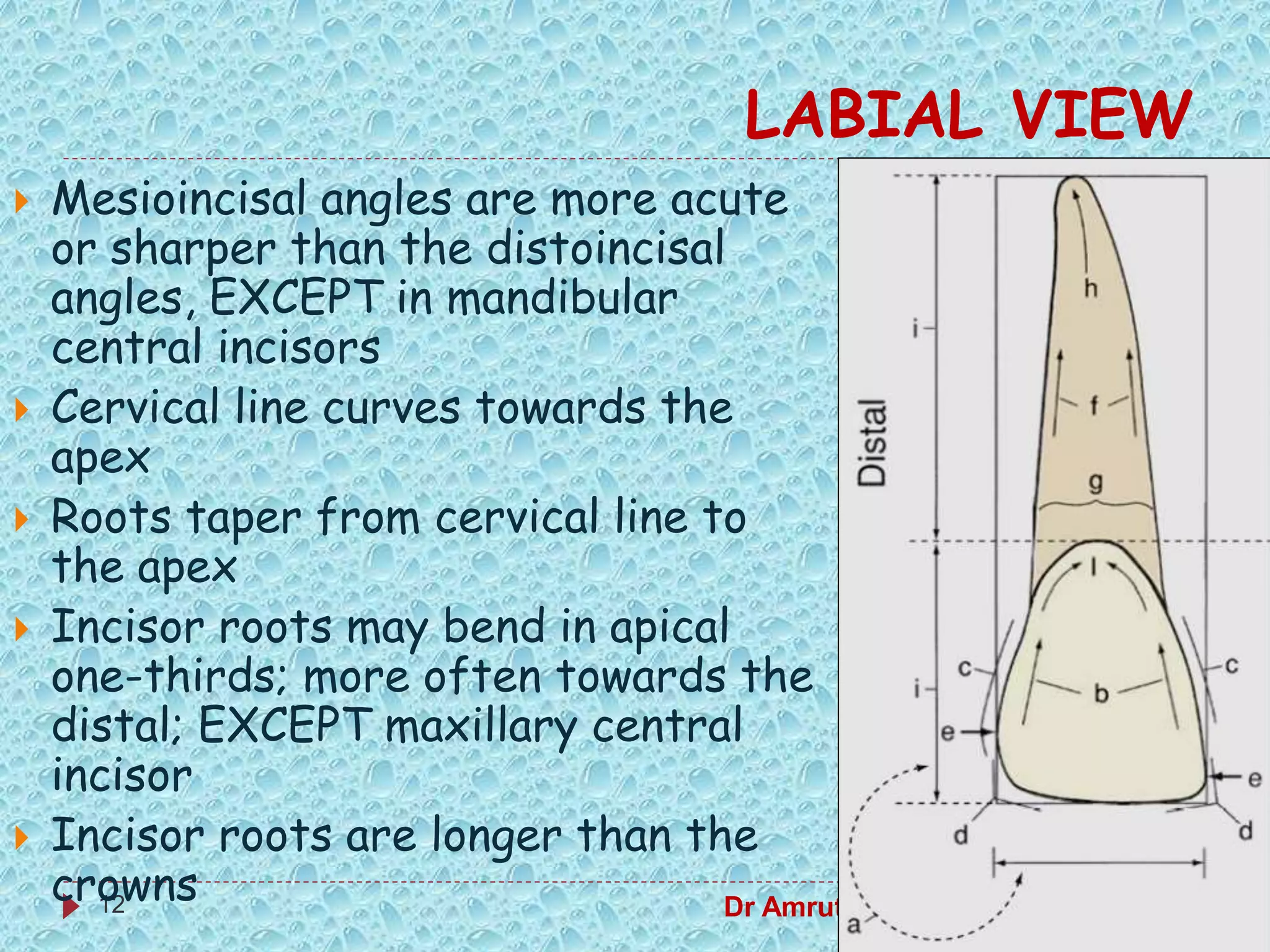 Maxillary Incisors.pptx