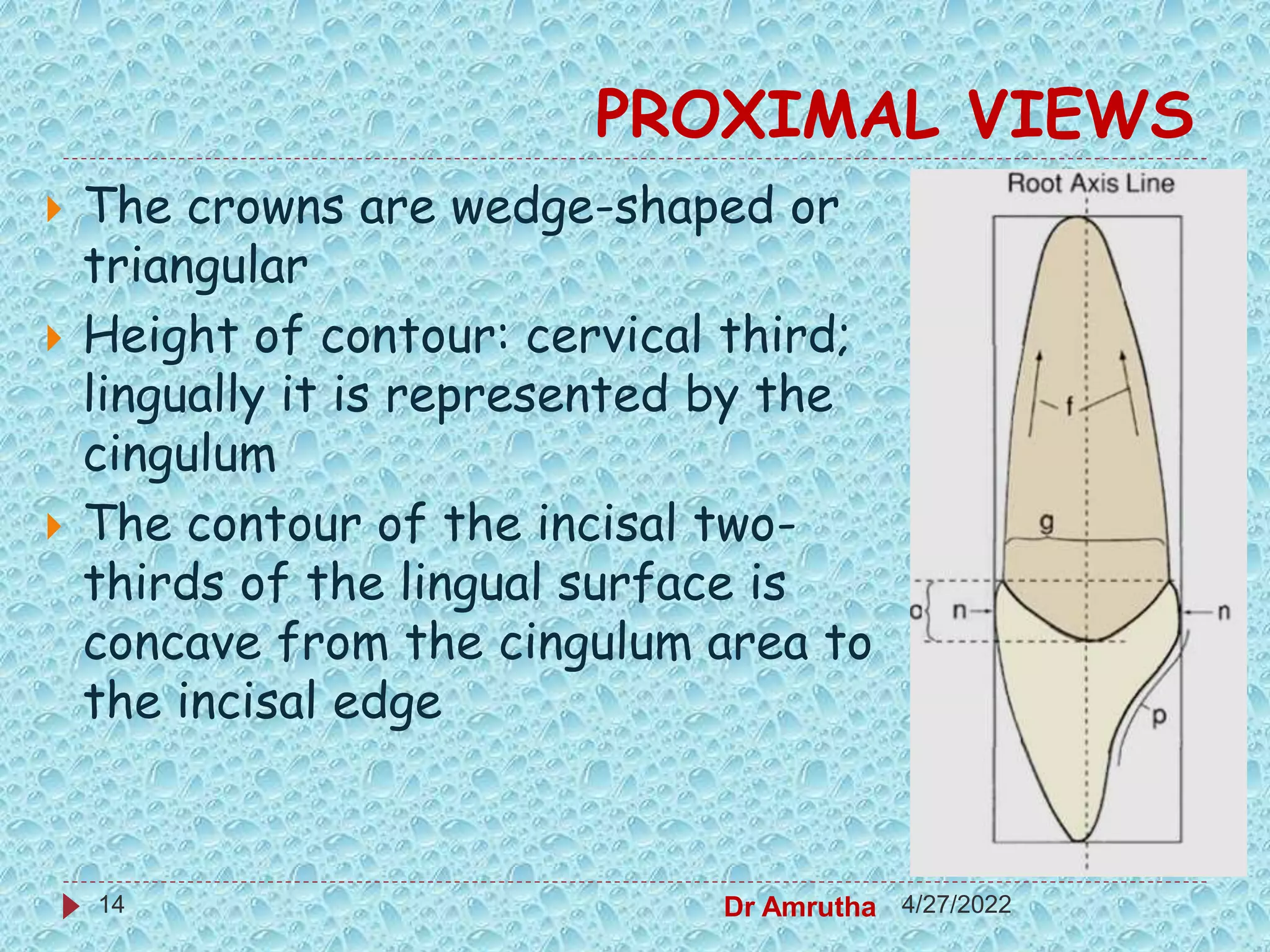 Maxillary Incisors.pptx