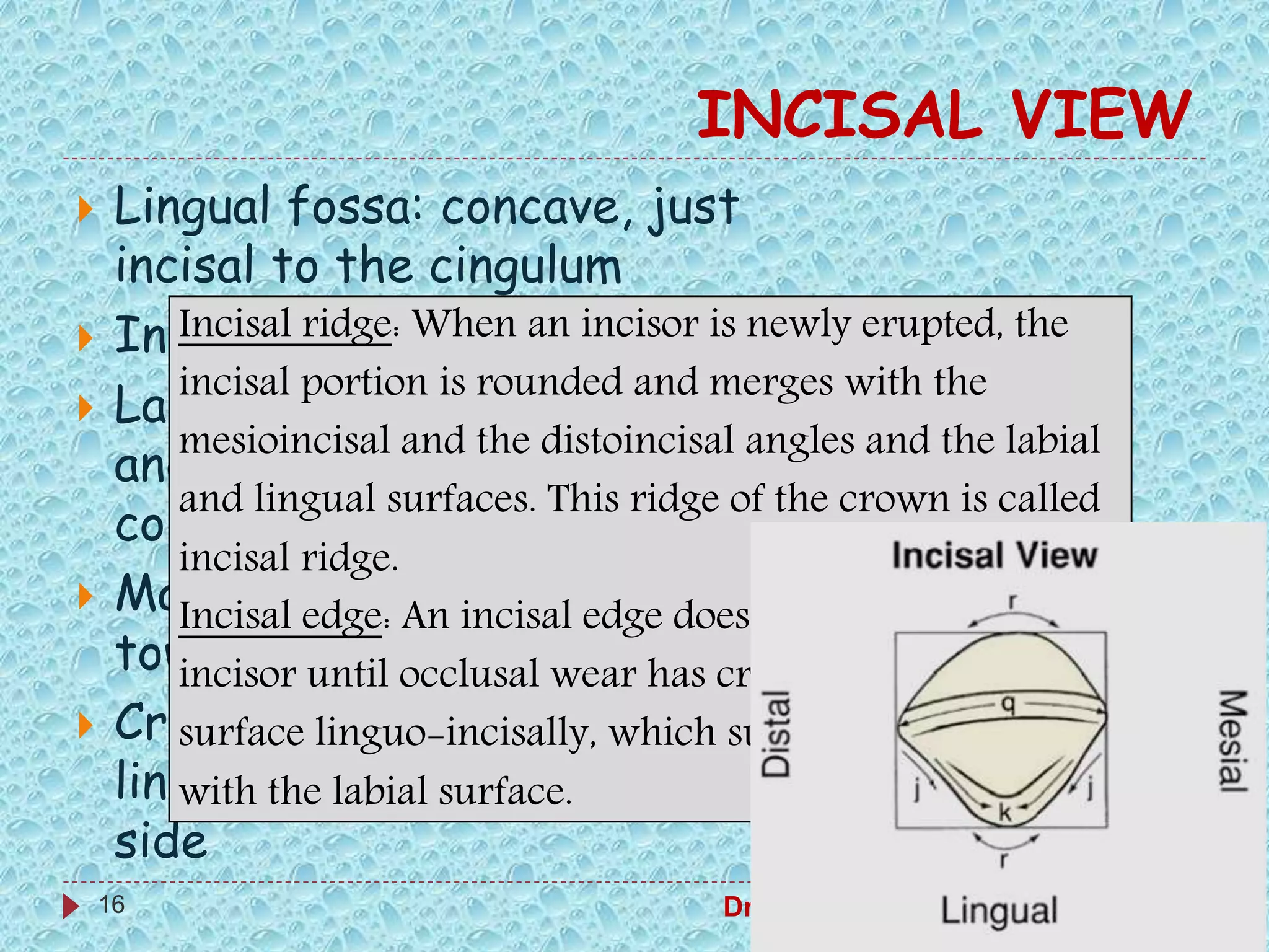 Maxillary Incisors.pptx