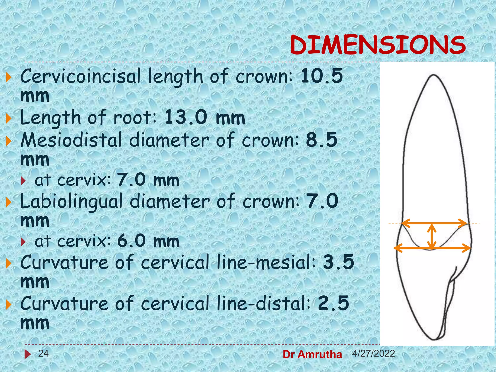Maxillary Incisors.pptx