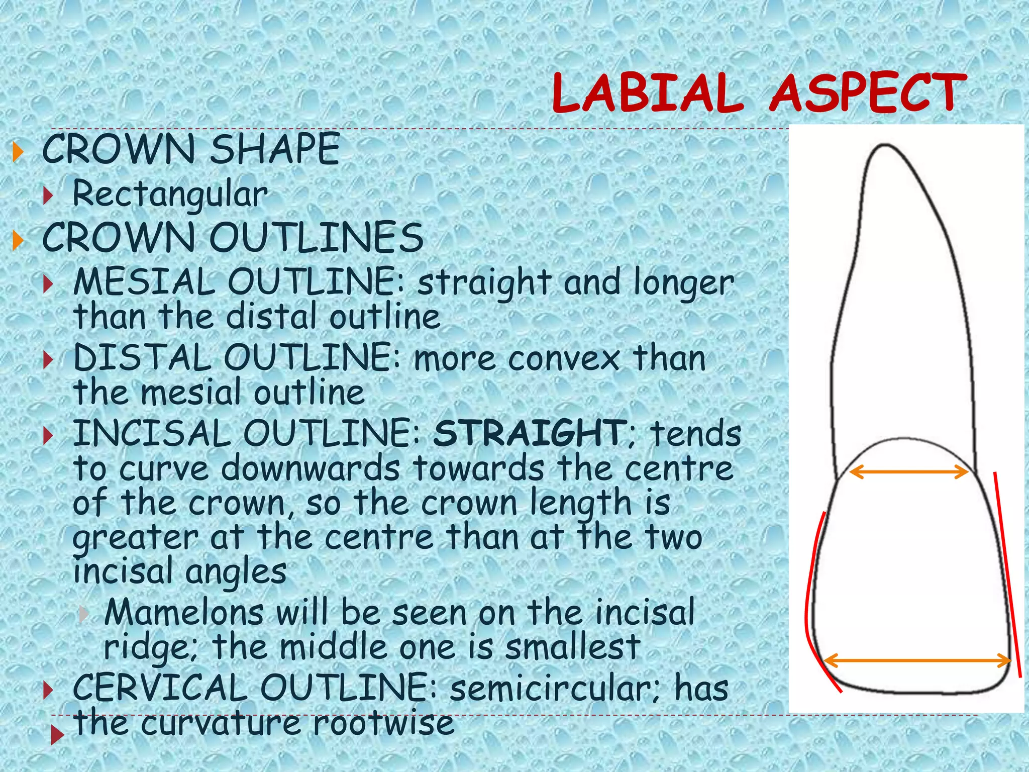 Maxillary Incisors.pptx