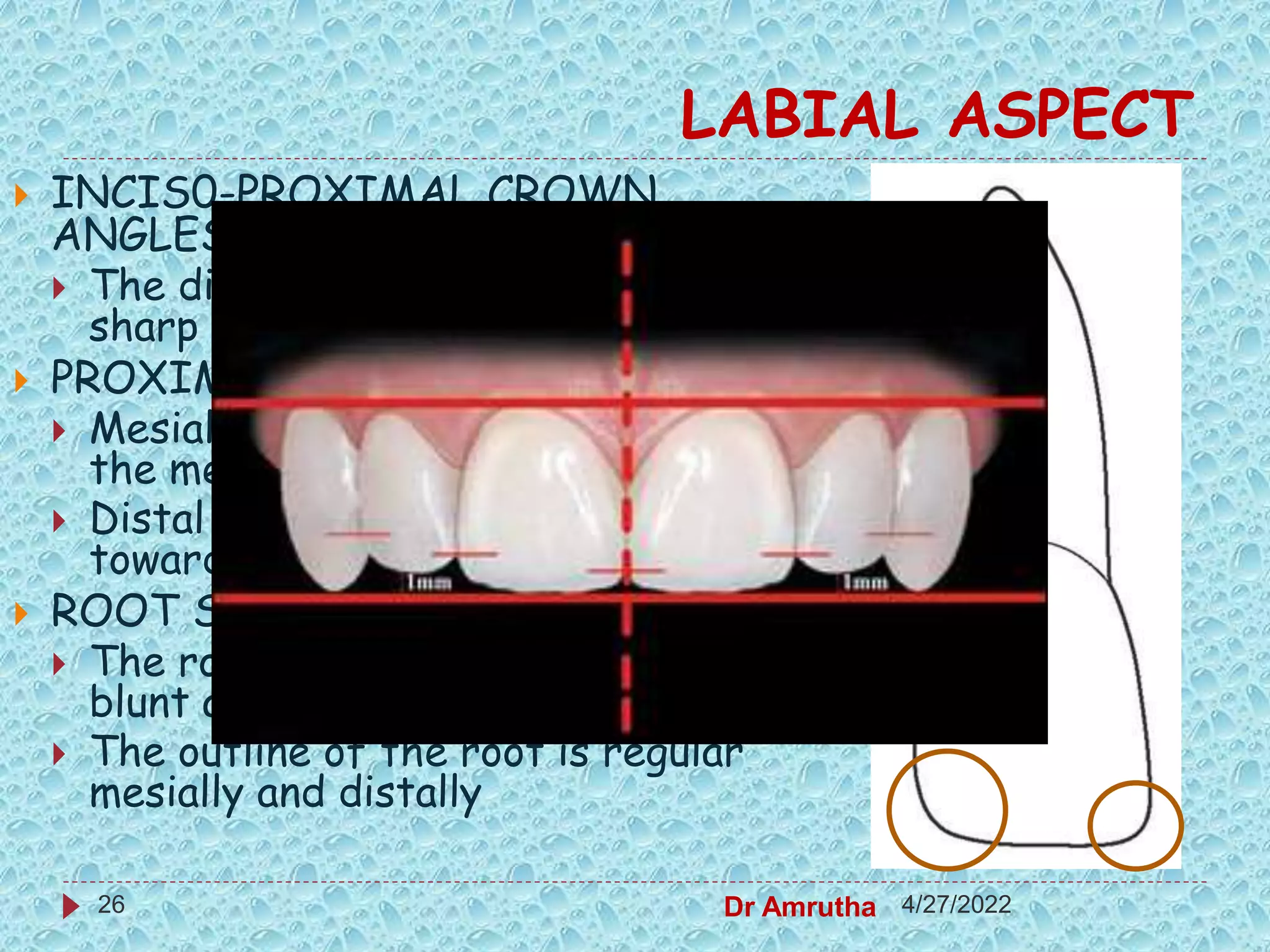 Maxillary Incisors.pptx