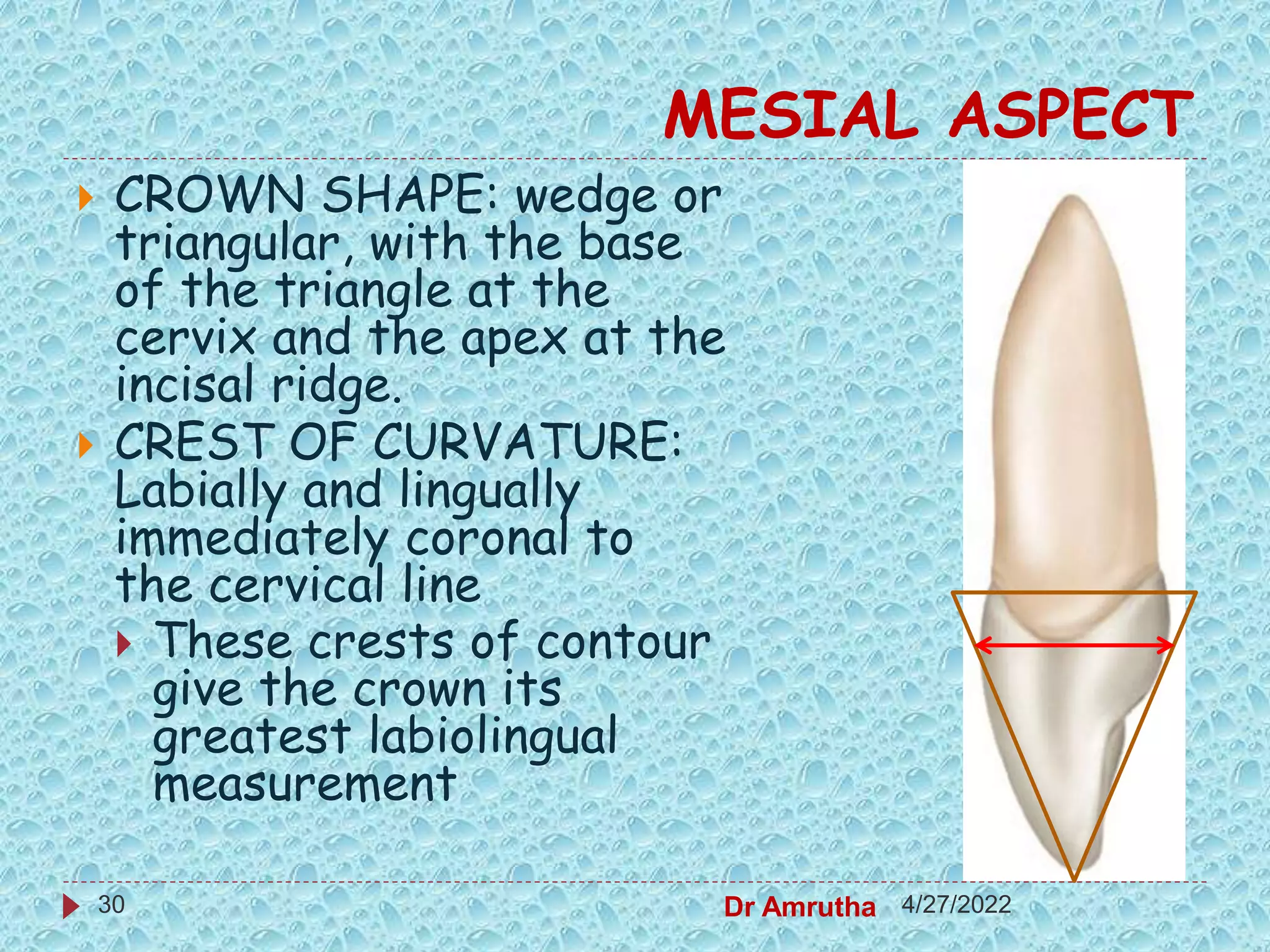Maxillary Incisors.pptx