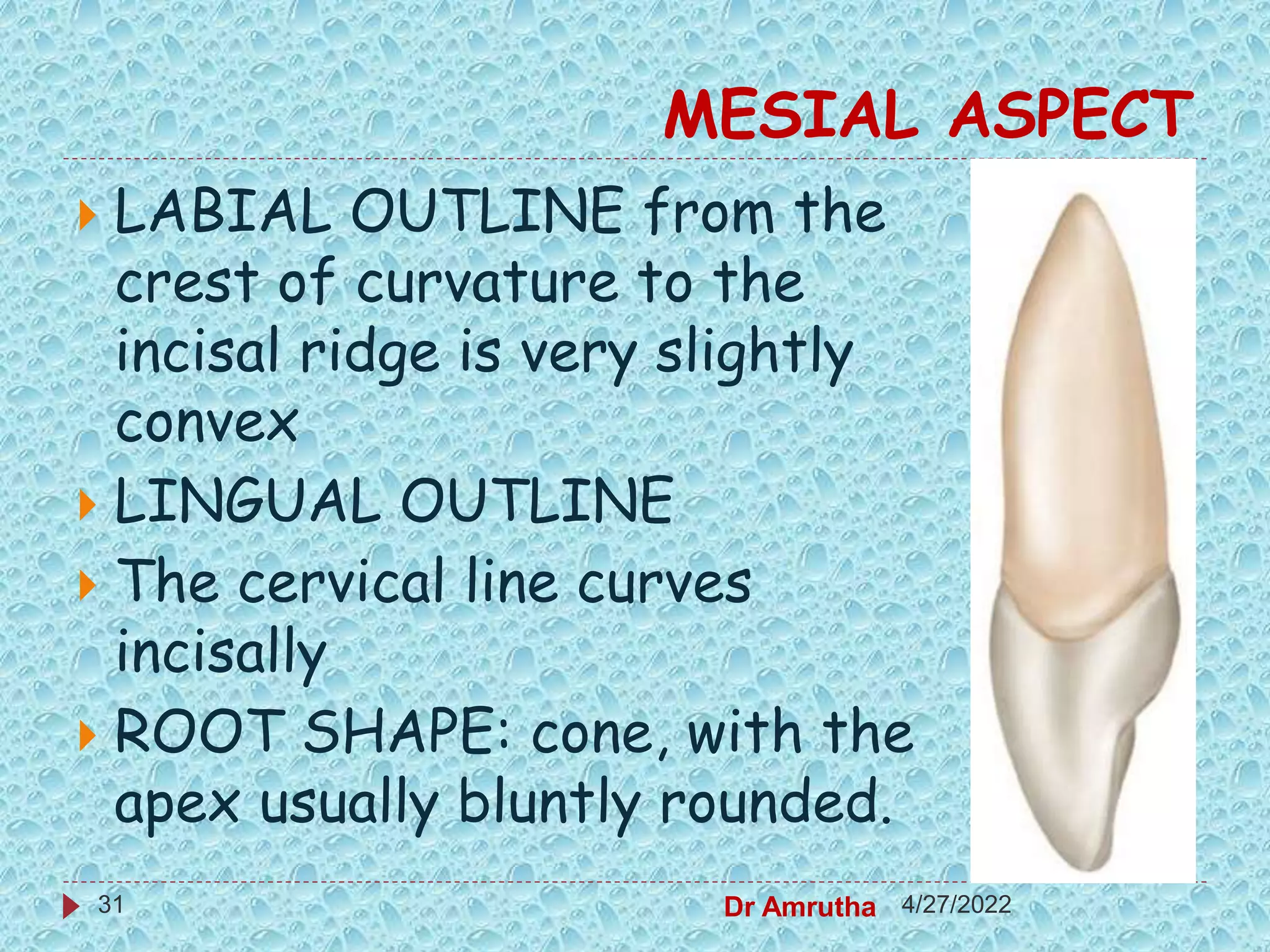 Maxillary Incisors.pptx