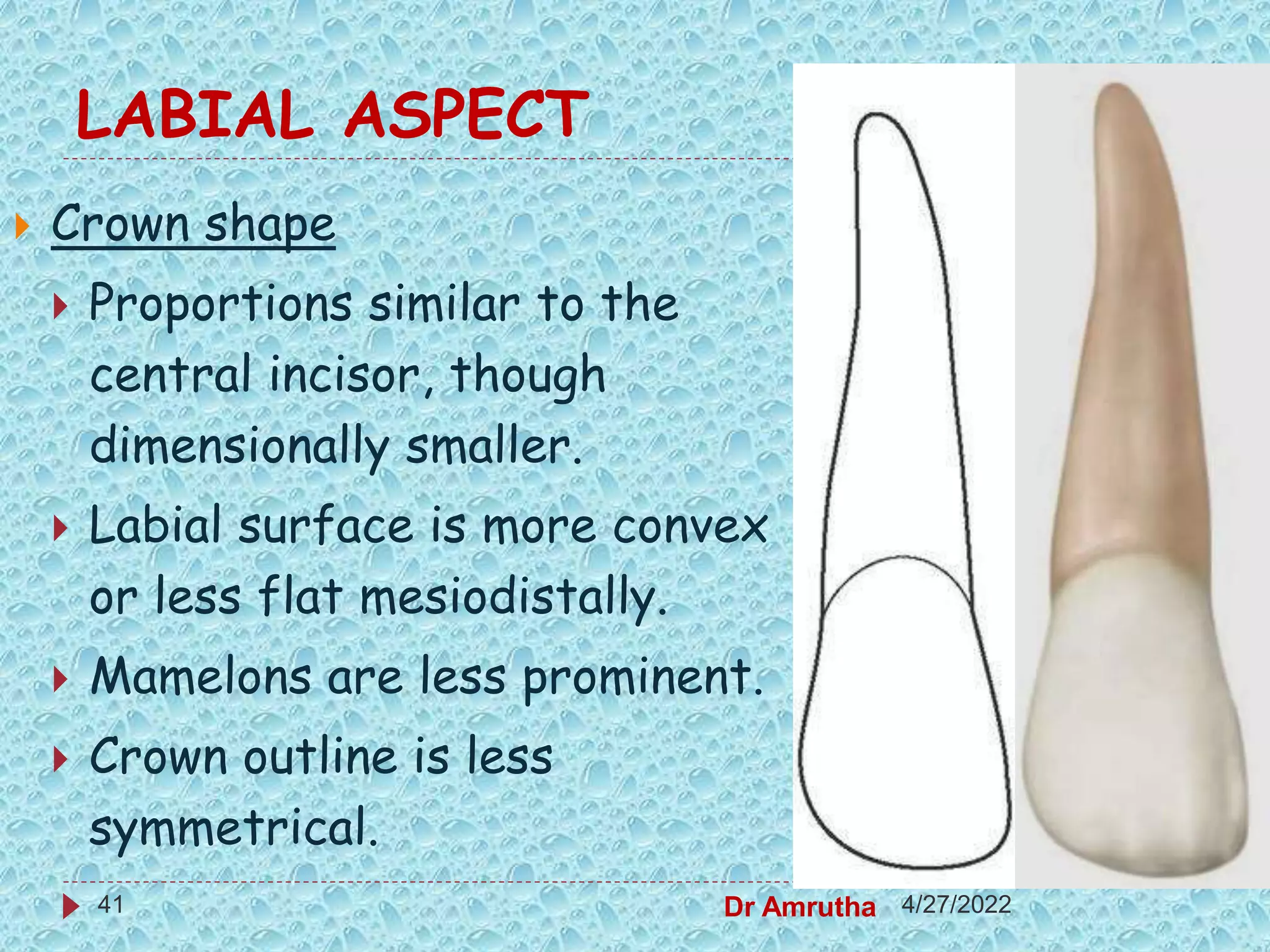Maxillary Incisors.pptx