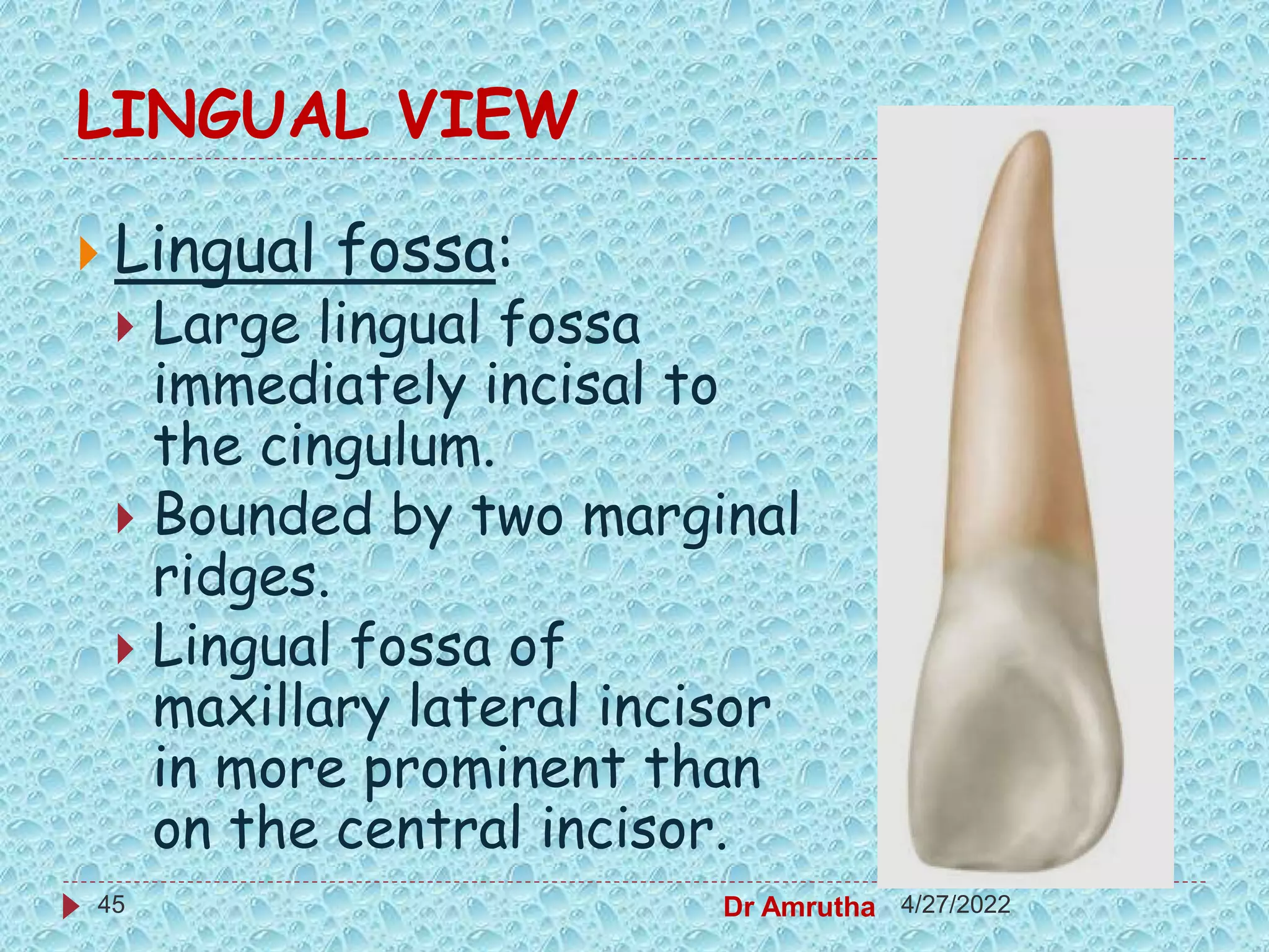 Maxillary Incisors.pptx