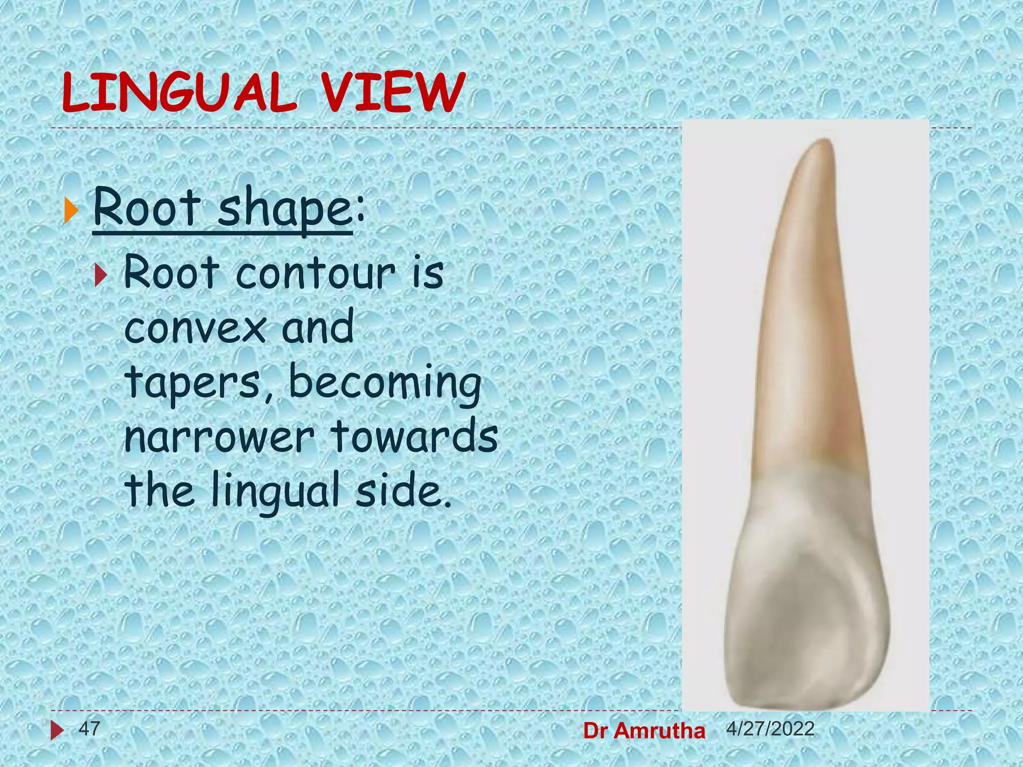 Maxillary Incisors.pptx