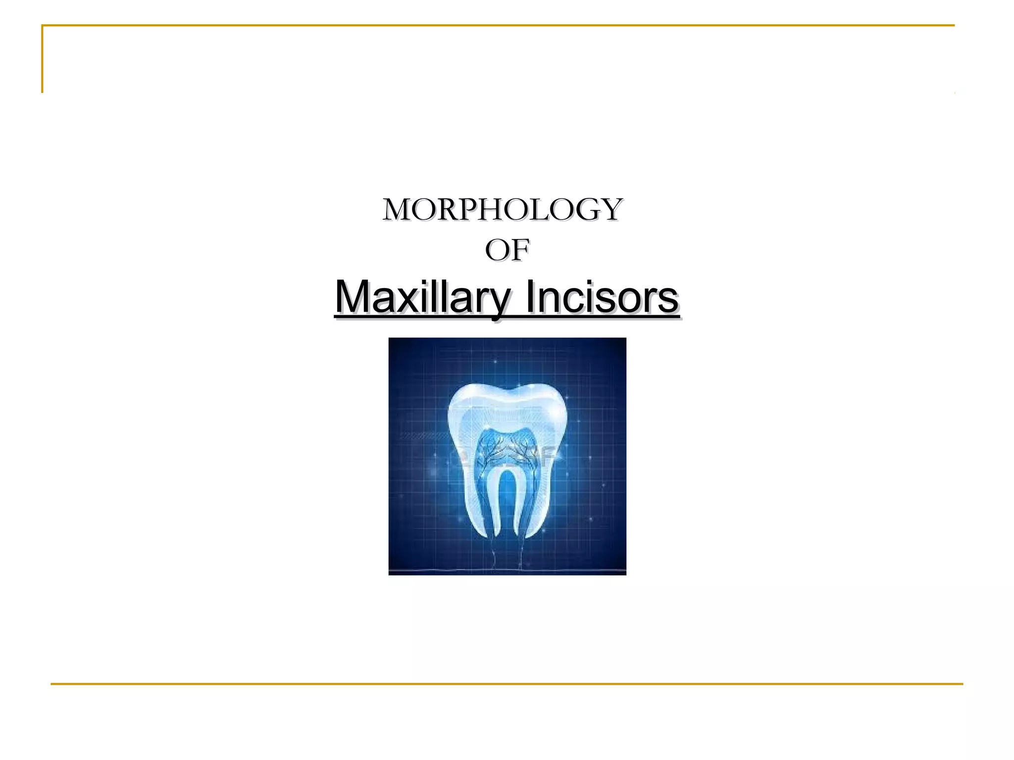 morphology of Maxillary central and lateral incisors teeth | PPT