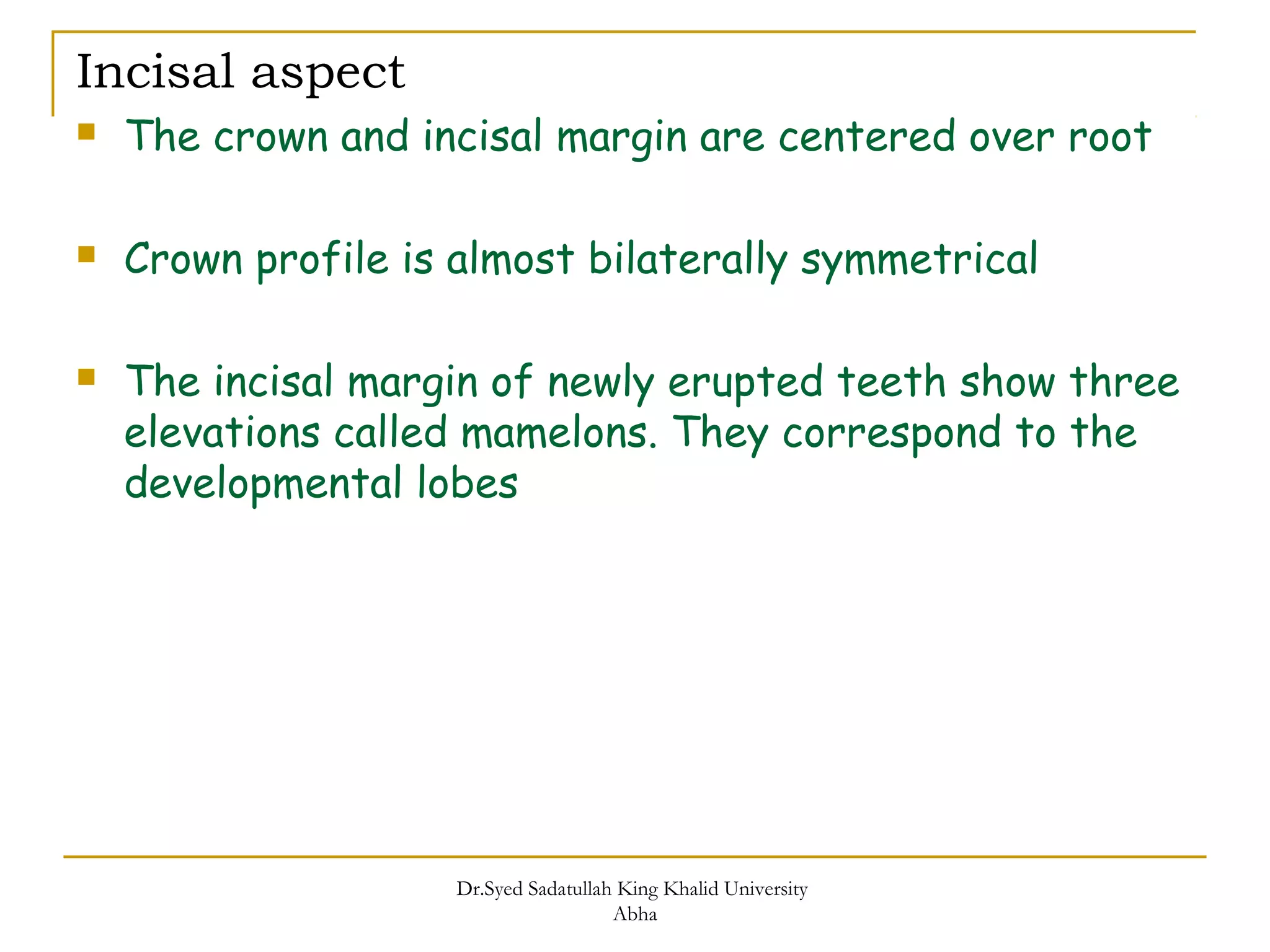 morphology of Maxillary central and lateral incisors teeth | PPT