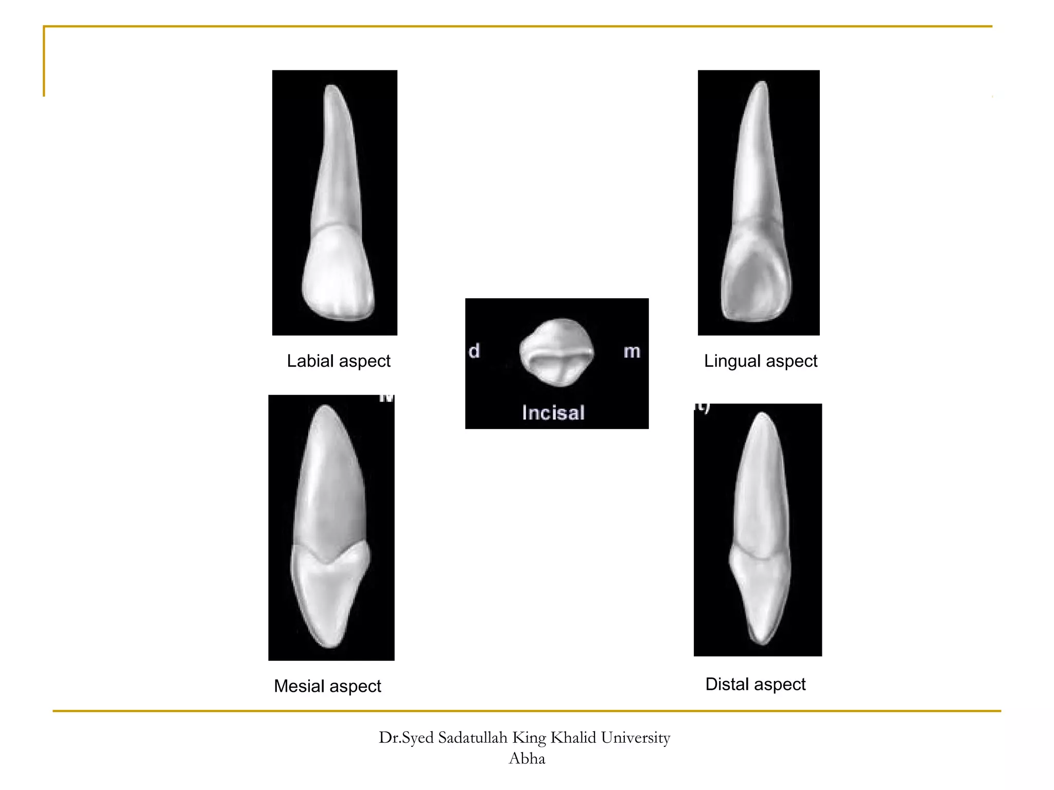 morphology of Maxillary central and lateral incisors teeth | PPT ...