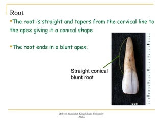 morphology of Maxillary central and lateral incisors teeth | PPT