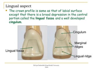 morphology of Maxillary central and lateral incisors teeth | PPT