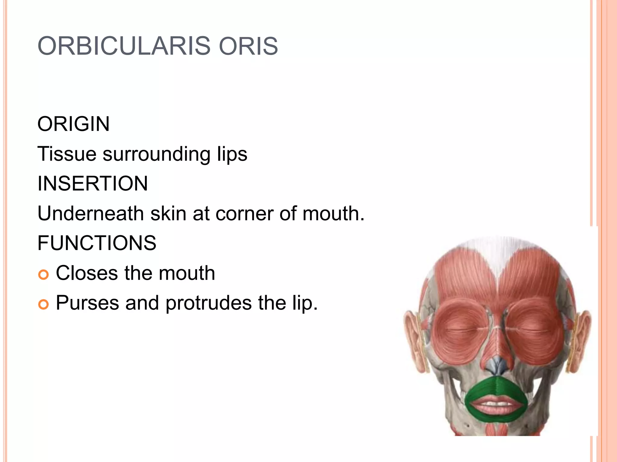 Maxillary landmarks | PPTX