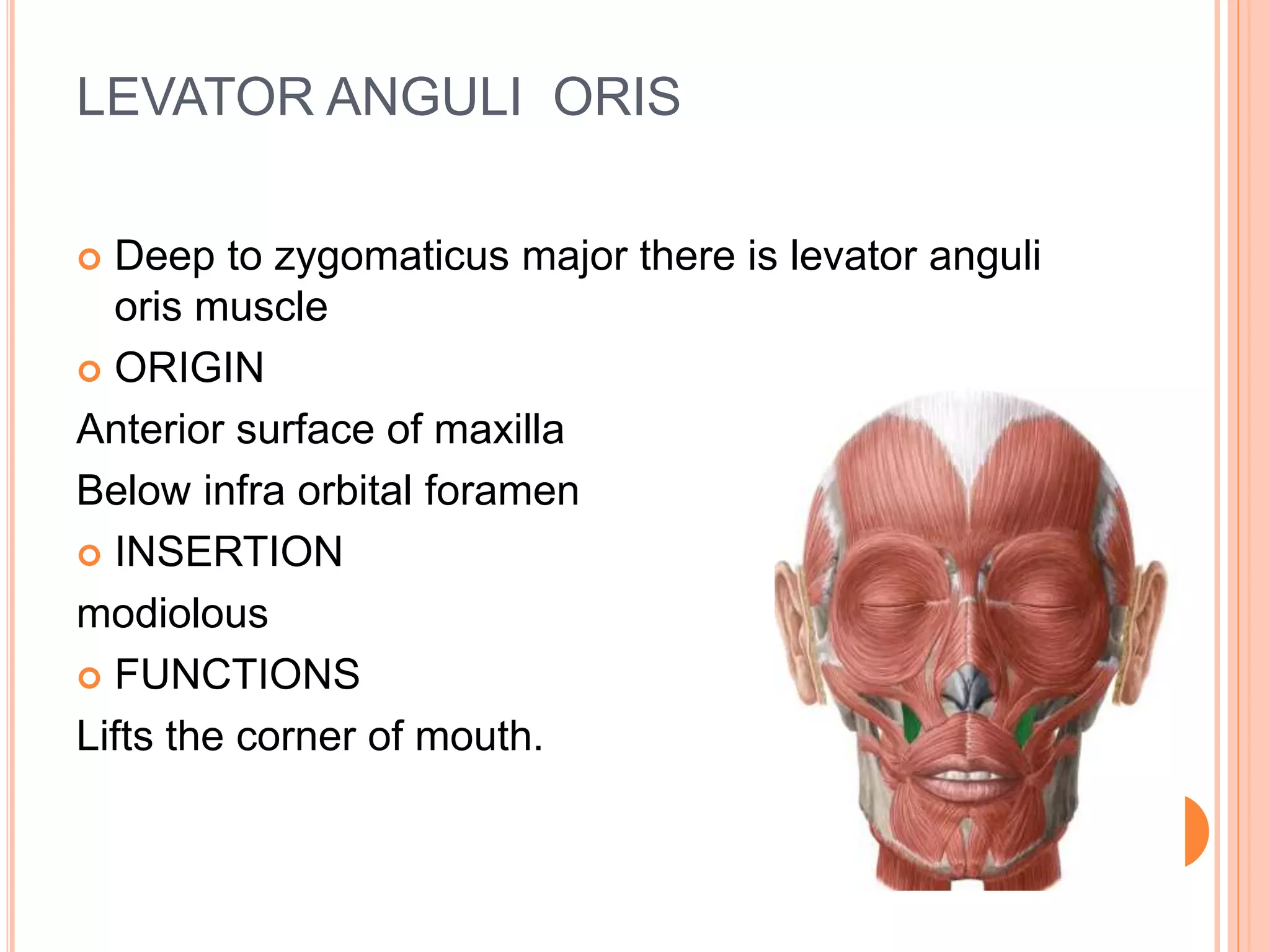 Maxillary landmarks | PPTX