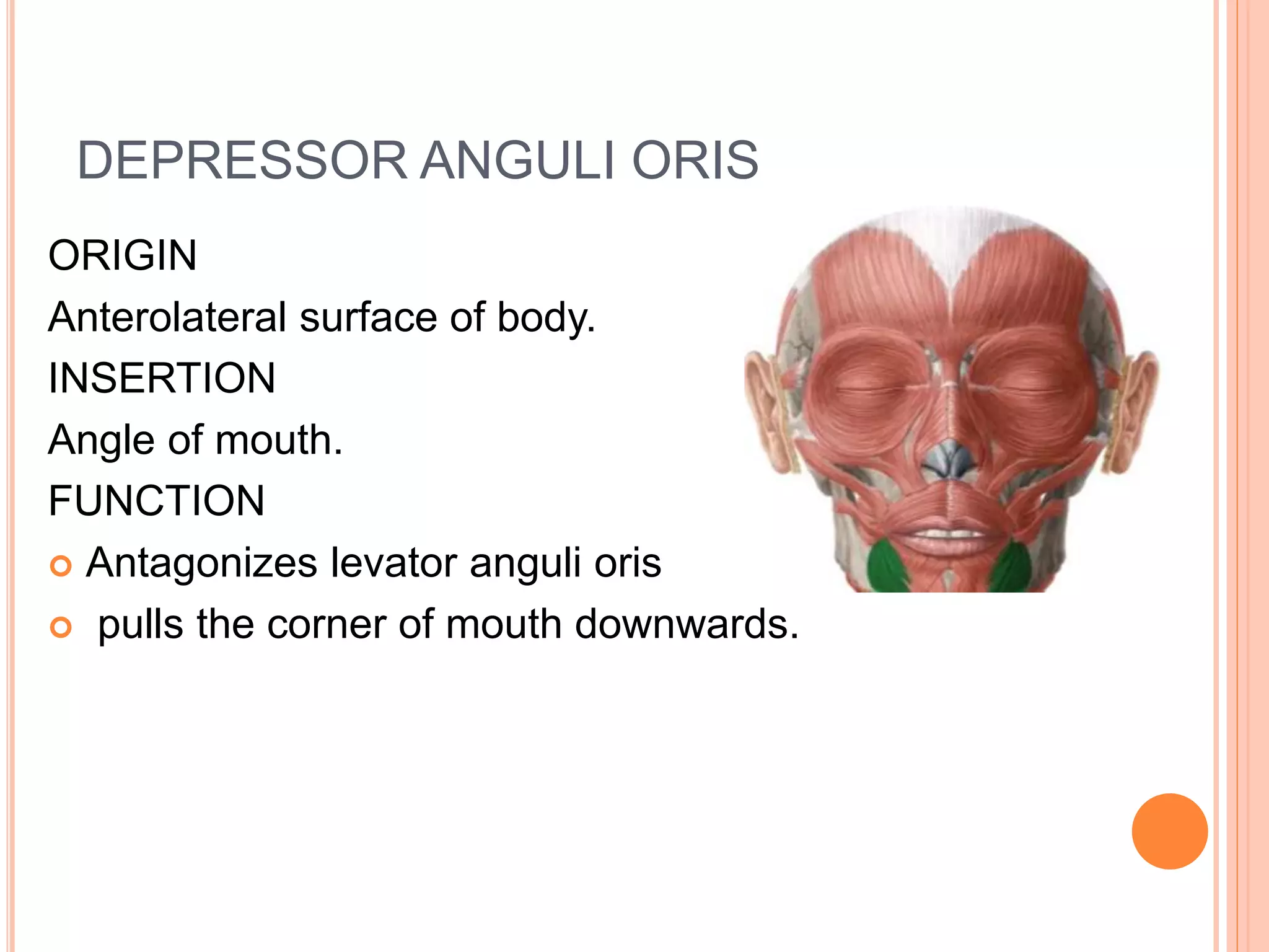 Maxillary landmarks | PPTX