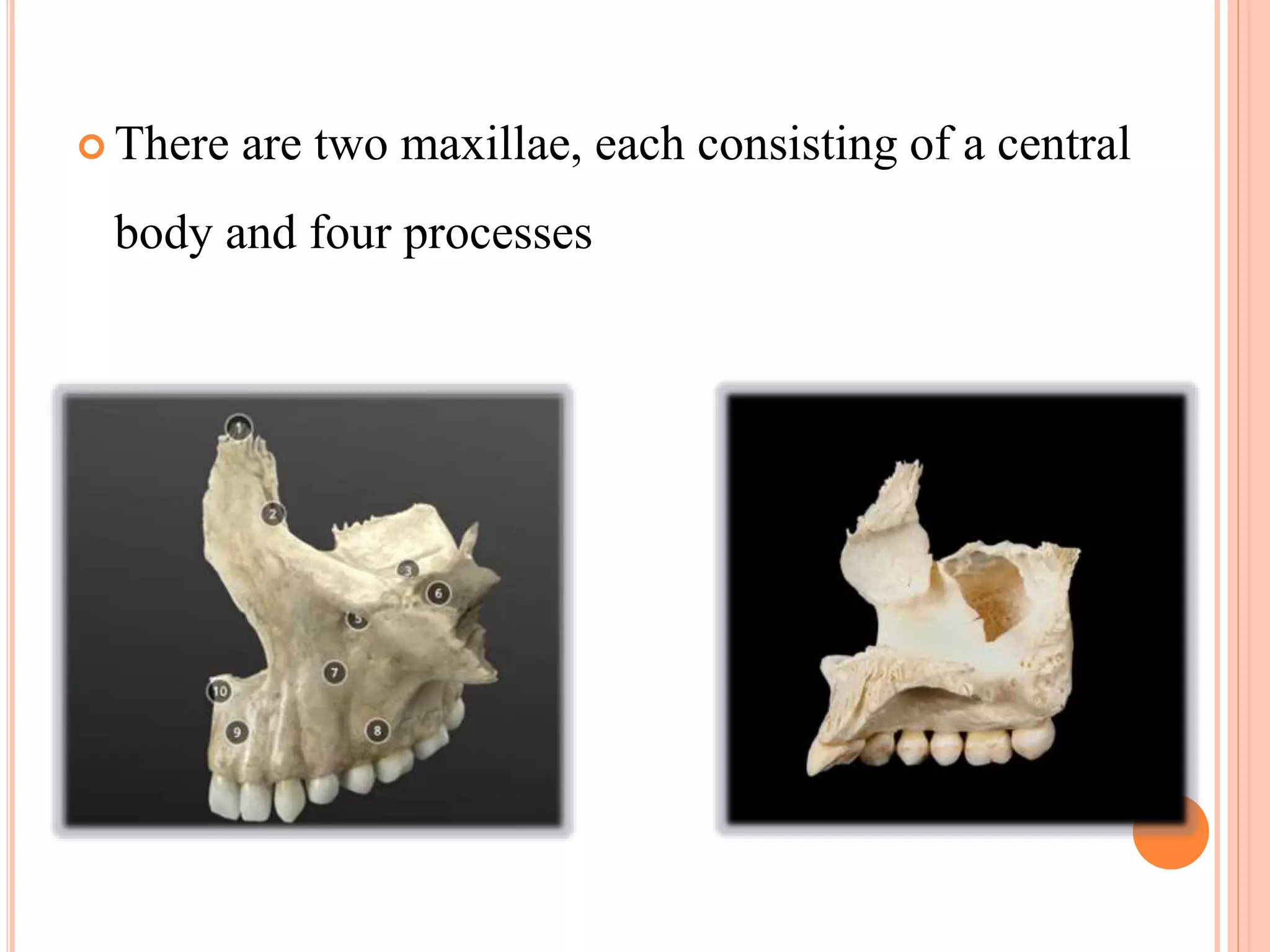 Maxillary landmarks | PPTX