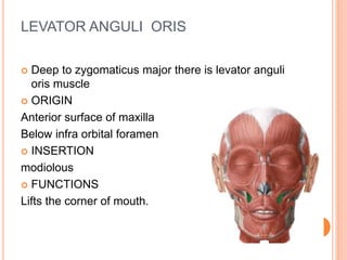 Maxillary landmarks | PPTX