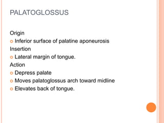 Maxillary landmarks | PPTX