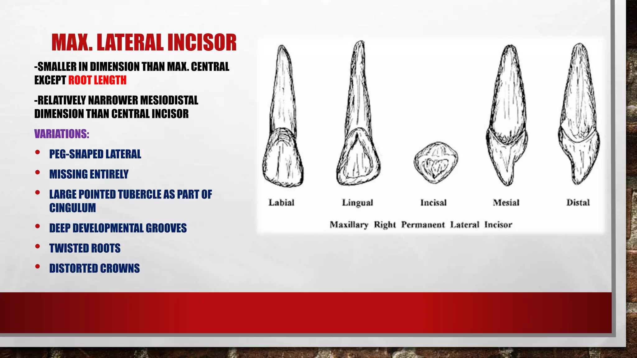 PERMANENT MAXILLARY LATERAL INCISOR | PPTX