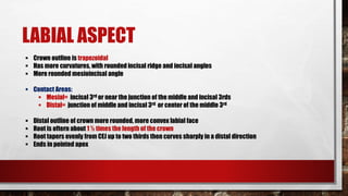 PERMANENT MAXILLARY LATERAL INCISOR | PPTX