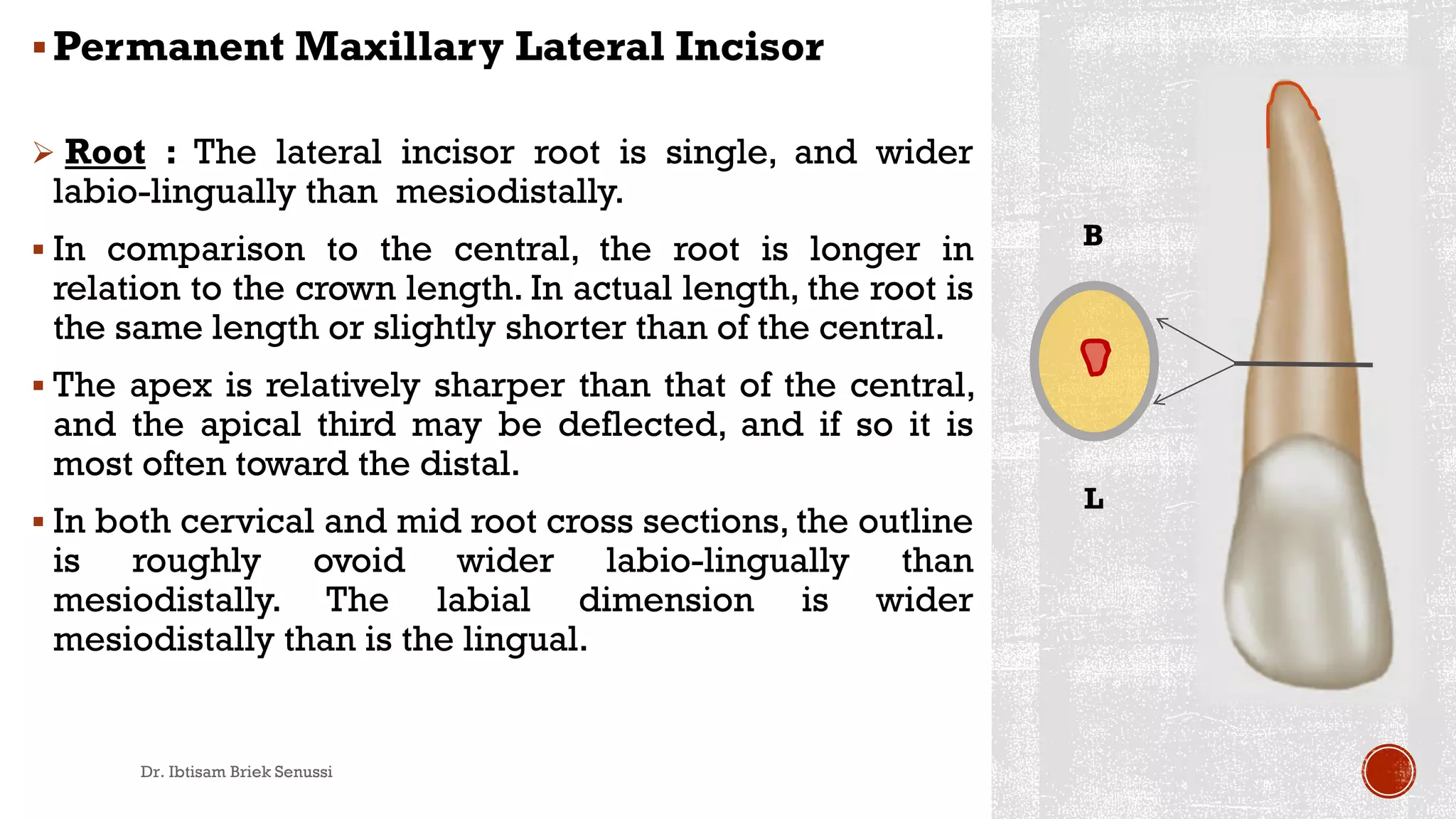 Maxillary lateral incisor. | PDF