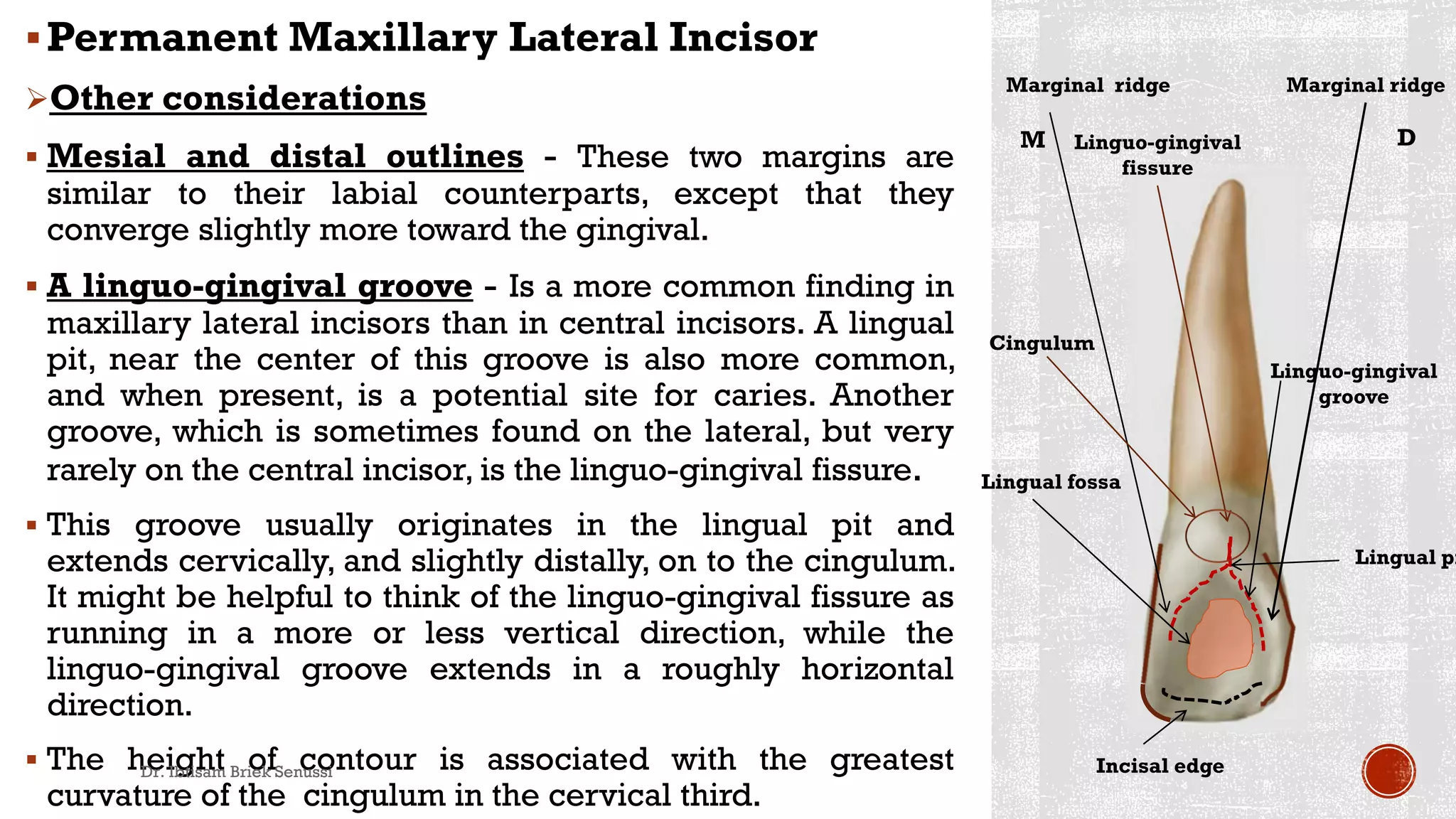 Maxillary lateral incisor. | PDF