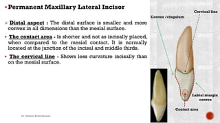 Maxillary lateral incisor. | PDF