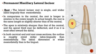 Maxillary lateral incisor. | PDF