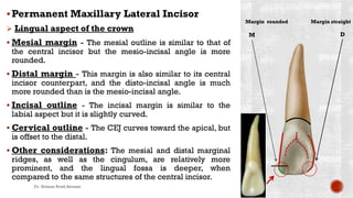 Maxillary lateral incisor. | PDF