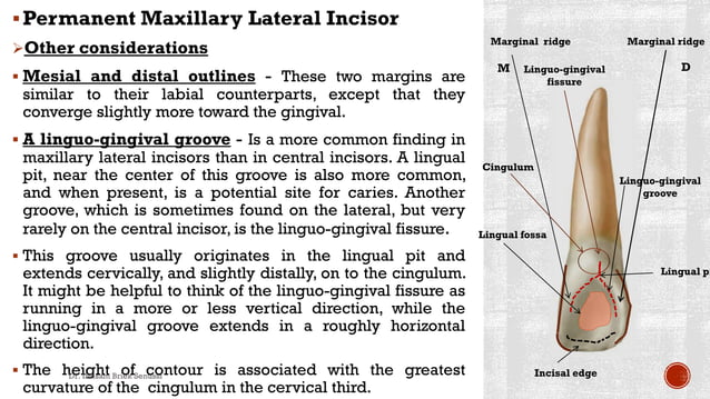 Maxillary lateral incisor. | PDF | Dental Health | Diseases and Conditions
