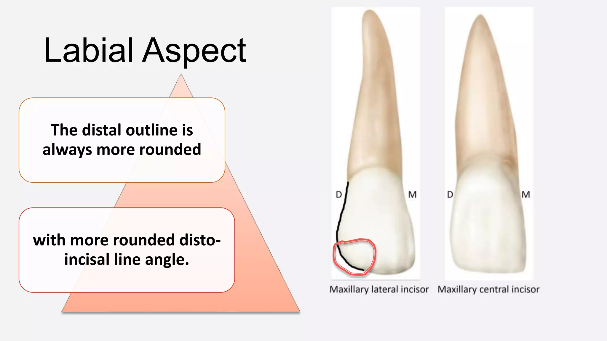 Permanent Maxillary Lateral Incisors-Dr Saba Arshad | PPTX