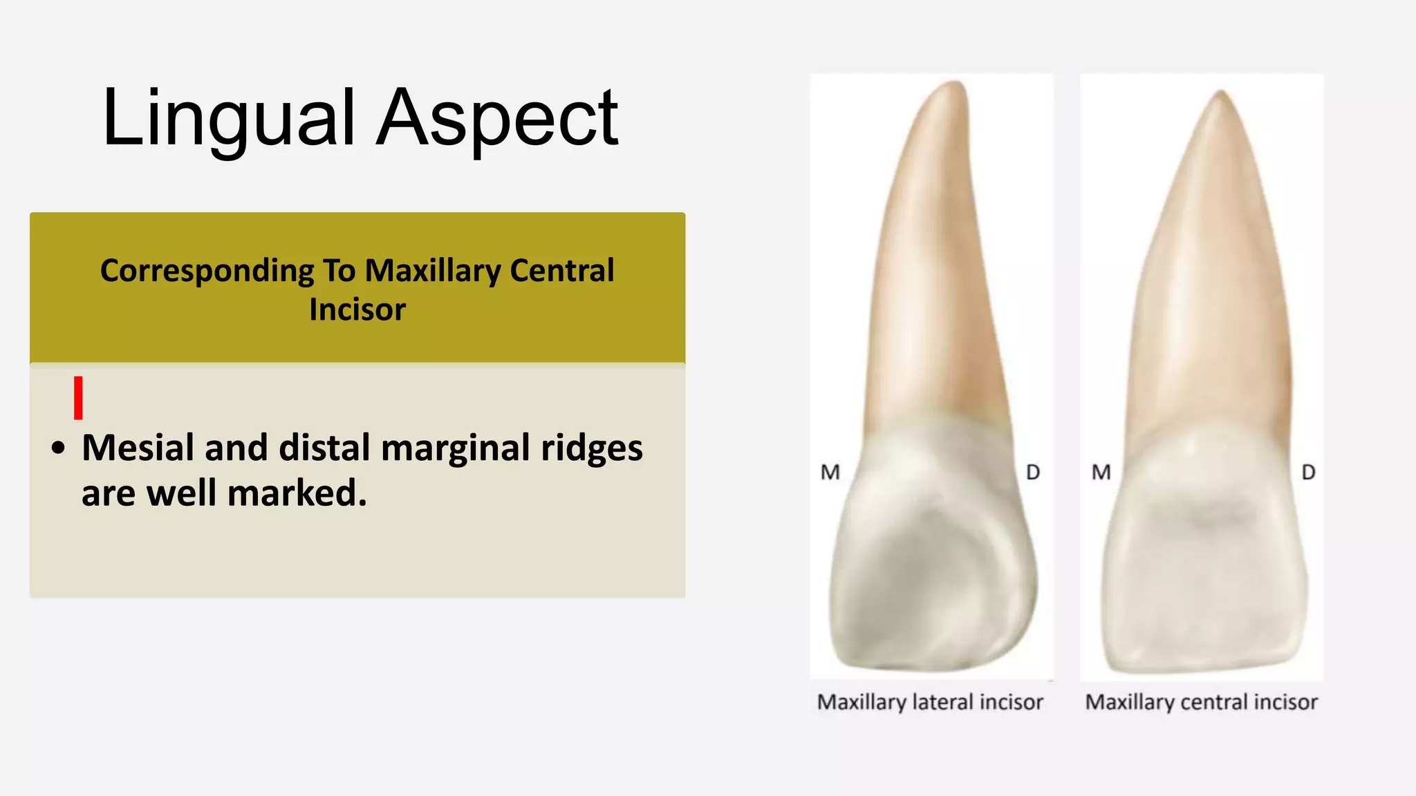 Permanent Maxillary Lateral Incisors-Dr Saba Arshad | PPTX