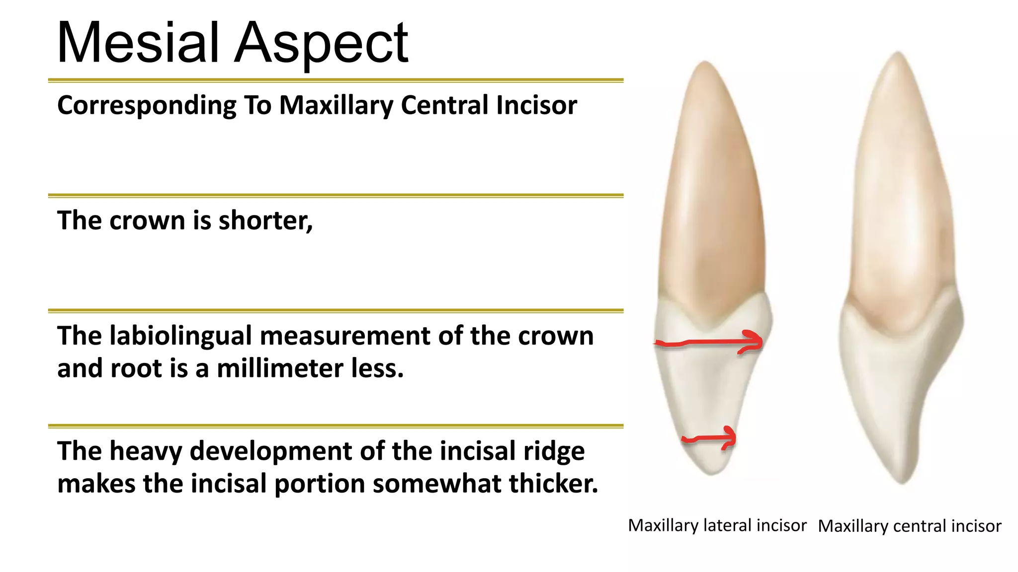 Permanent Maxillary Lateral Incisors-Dr Saba Arshad | PPTX