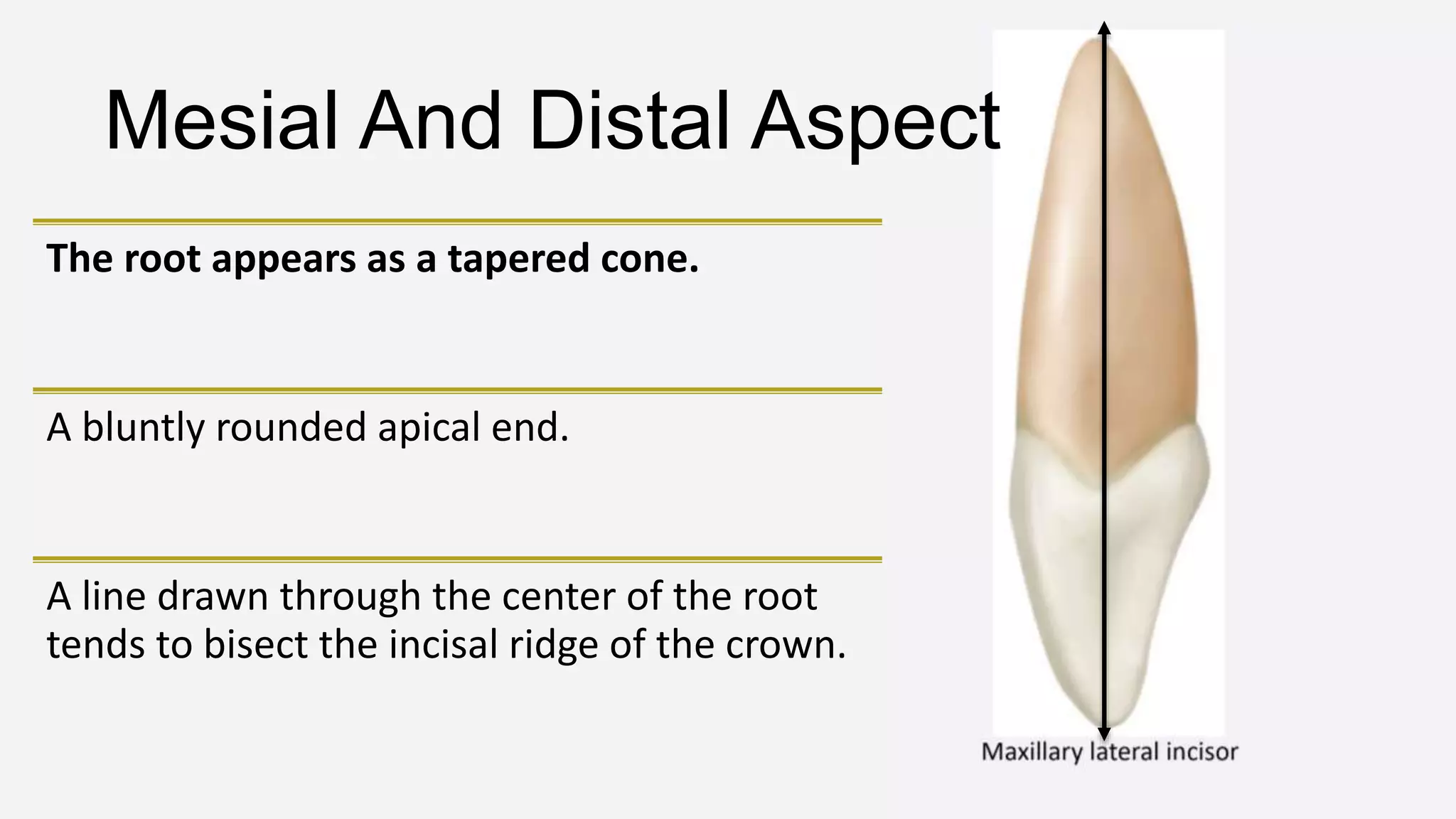 Permanent Maxillary Lateral Incisors-Dr Saba Arshad | PPTX