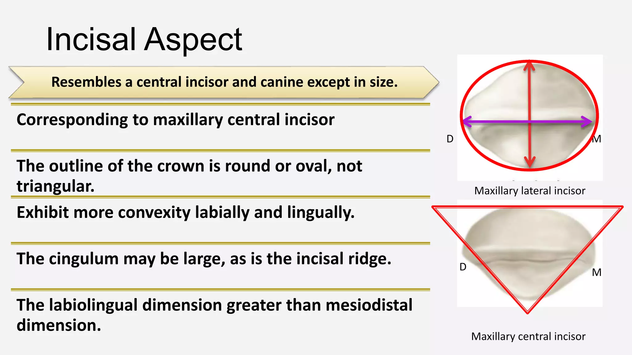 Permanent Maxillary Lateral Incisors-Dr Saba Arshad | PPTX