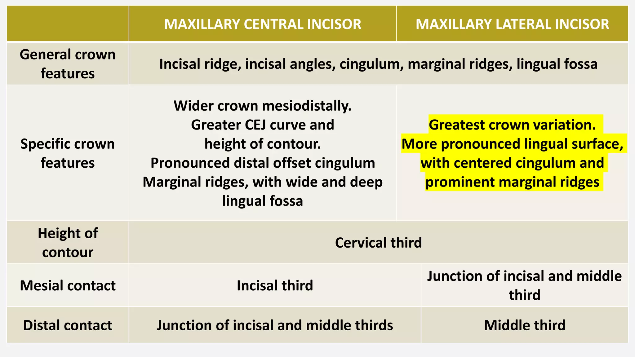 Permanent Maxillary Lateral Incisors-Dr Saba Arshad | PPTX