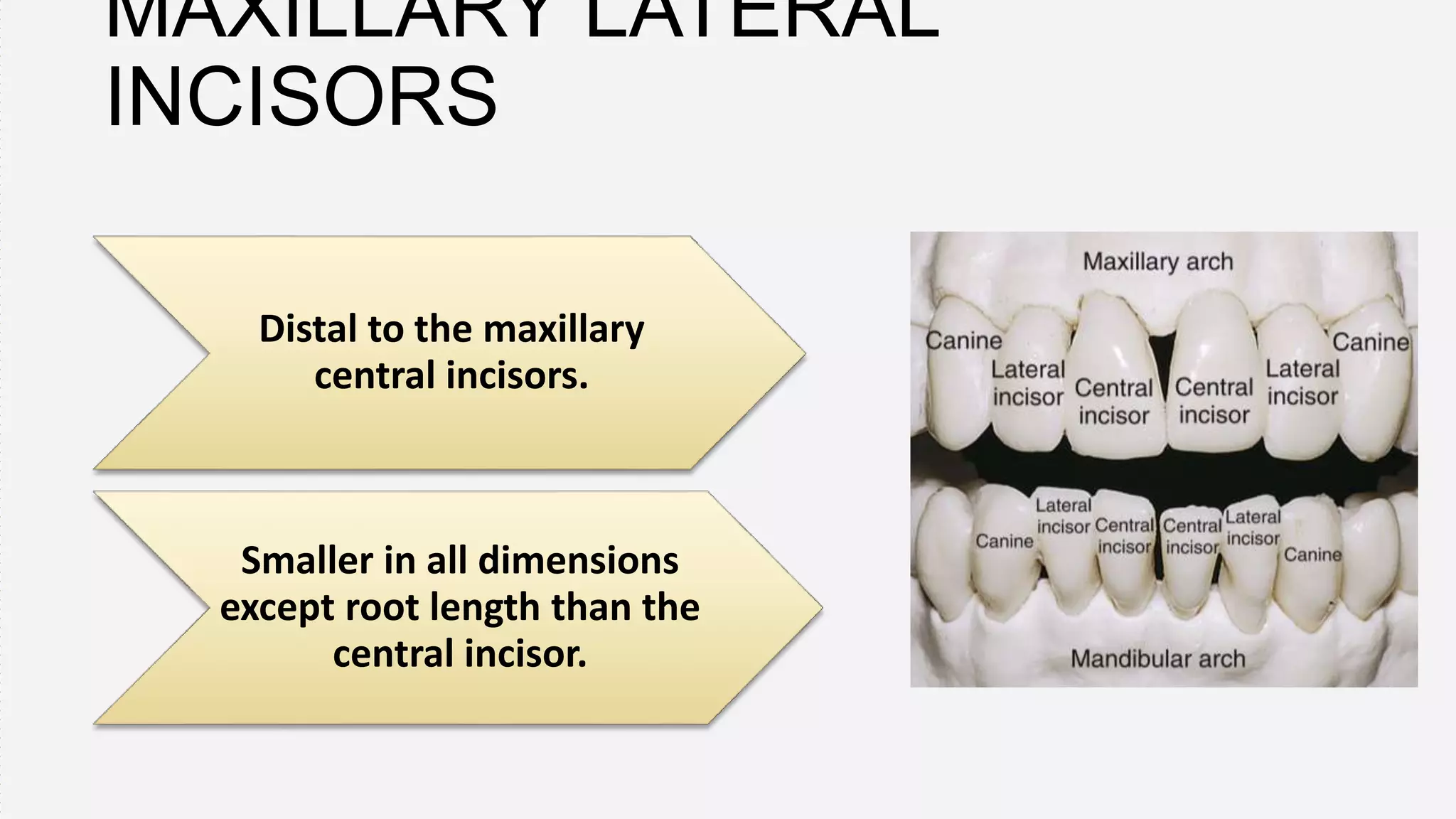 Permanent Maxillary Lateral Incisors-Dr Saba Arshad | PPTX