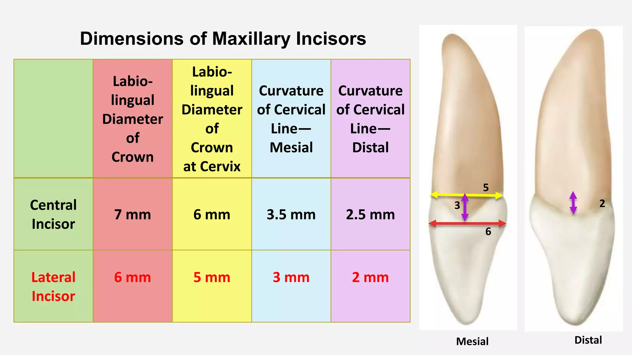 Permanent Maxillary Lateral Incisors-Dr Saba Arshad | PPTX