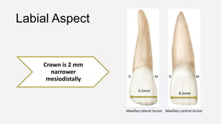Permanent Maxillary Lateral Incisors-Dr Saba Arshad | PPTX