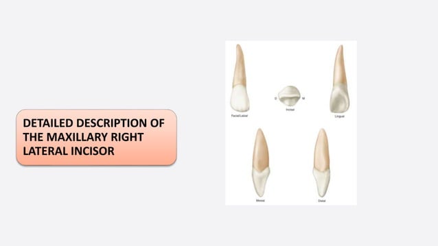 Permanent Maxillary Lateral Incisors-Dr Saba Arshad | PPT