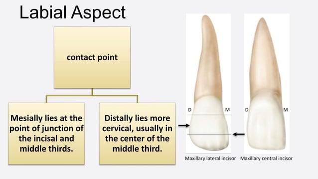 Permanent Maxillary Lateral Incisors-Dr Saba Arshad | PPT